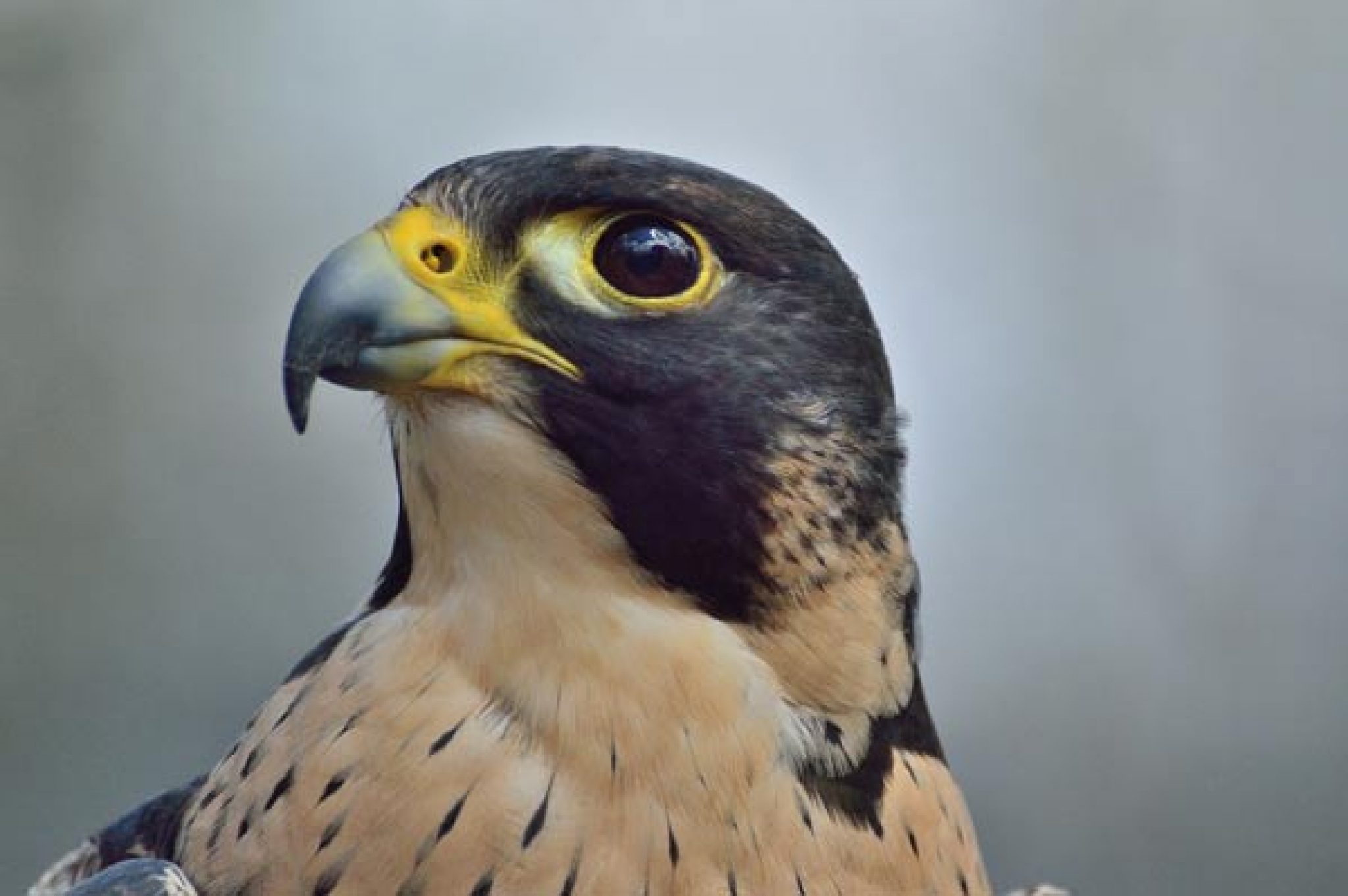Falcons Species Types, Speed, Diet, & Facts | LifeFalcon