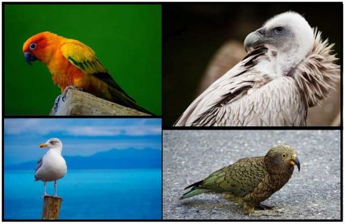 Do Parrots Have Sense of Smell? - And More FAQs | LF